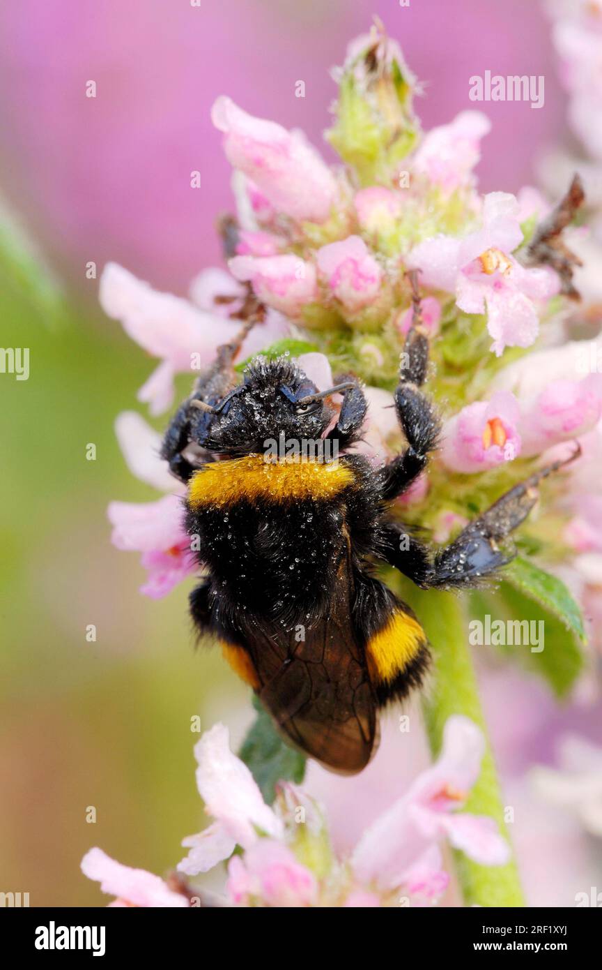Large earth bumblebee (Bombus terrestris), North Rhine-Westphalia, Bumblebee, Germany Stock ...