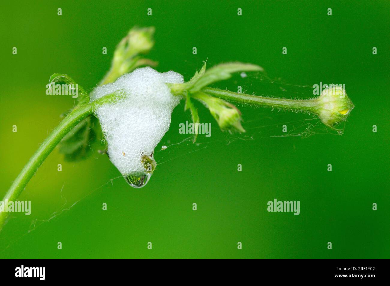 Common froghopper, larva, meadow spittlebug (Philaenus spumarius ...