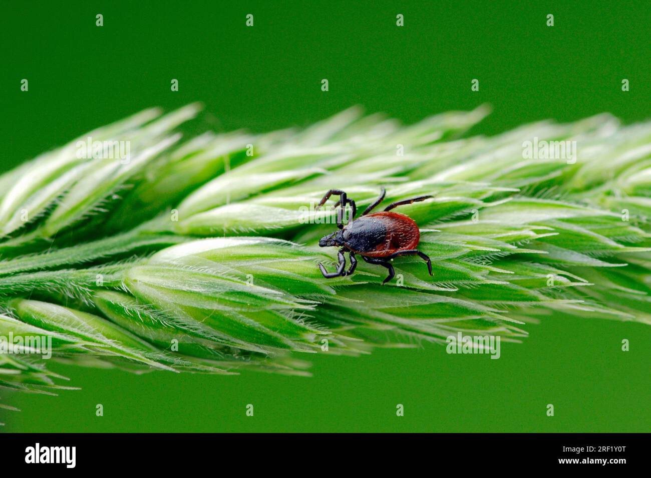 Central european tick hi-res stock photography and images - Alamy