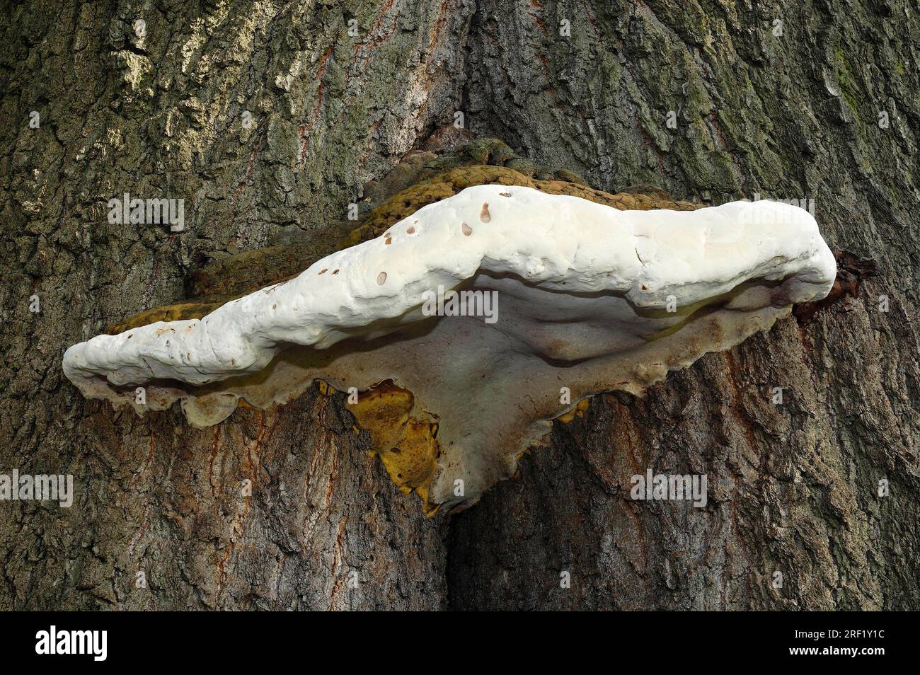 Mushroom on oak trunk, North Rhine-Westphalia (Ganoderma adspersum ...