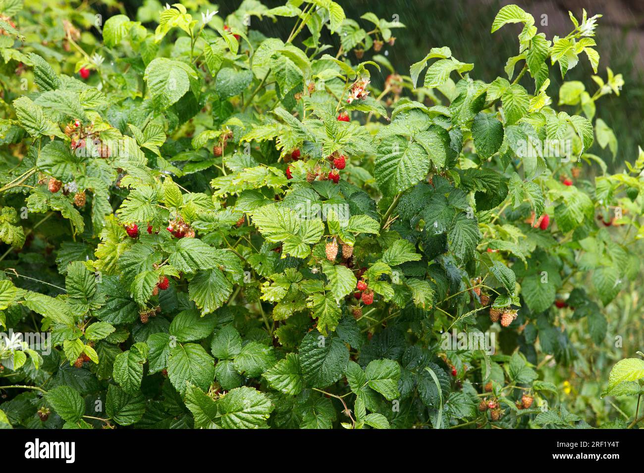 Rain generously pours ripening garden and shrubs of growing raspberries ...