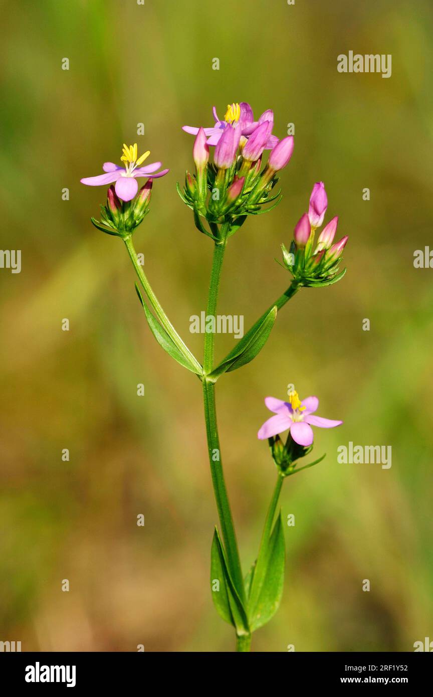 Drug centaury hi-res stock photography and images - Alamy