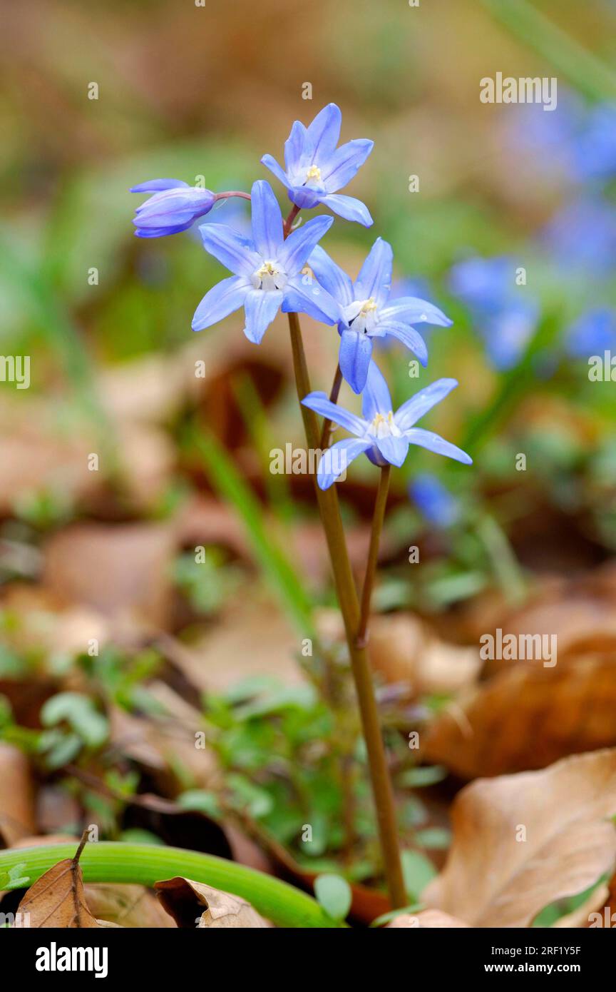 Alpine squill (Scilla bifolia Stock Photo - Alamy