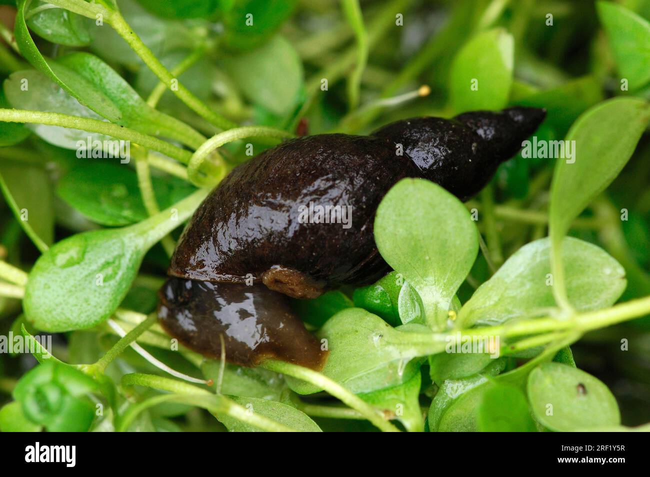 Galba truncatula hi-res stock photography and images - Alamy