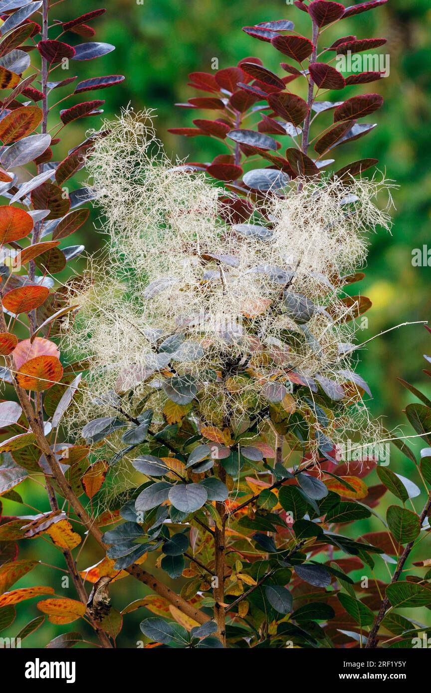 European Smoketree, seed head, Smoke Bush (Cotinus coggygria Stock ...