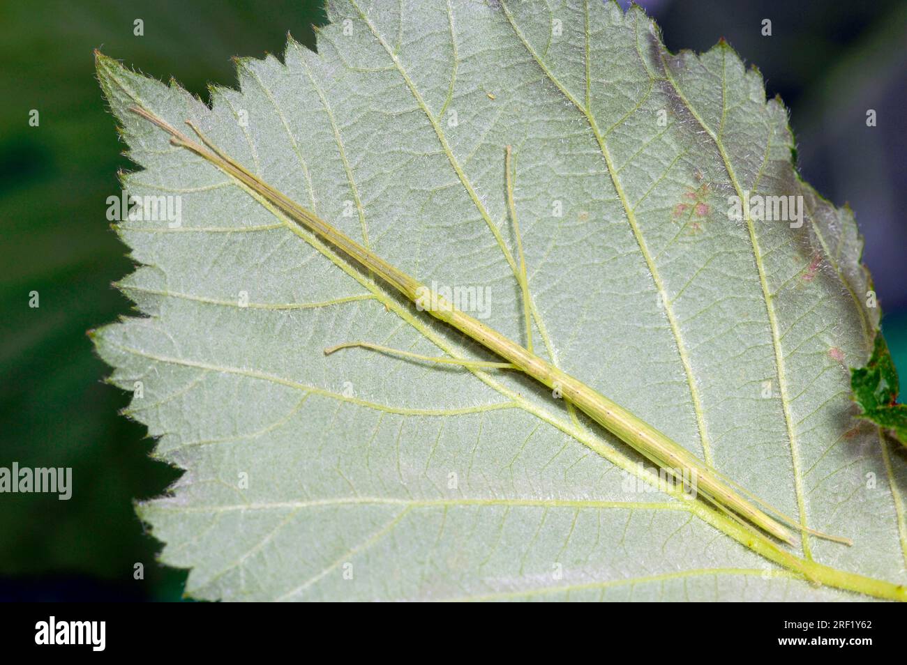 Winged stick insect (Sipyloidea sipylus), stick insect, rose-winged ...