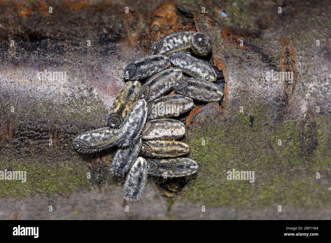 Winged pink winged stick insect (Sipyloidea sipylus), eggs, stick ...