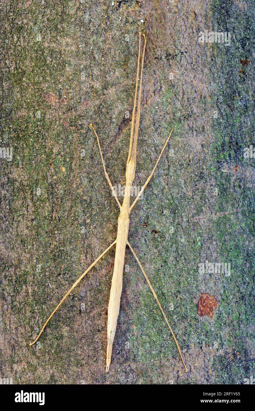 Winged stick insect (Sipyloidea sipylus), stick insect, rose-winged ...