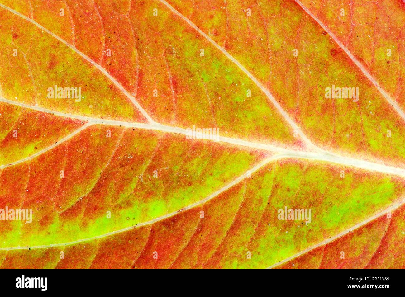 Bigleaf hydrangea (Hydrangea macrophylla), leaf detail Stock Photo - Alamy
