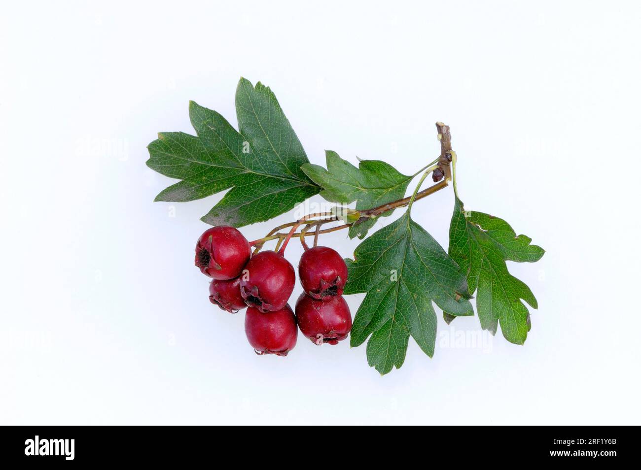 Common hawthorn (Crataegus monogyna), fruits and leaves Stock Photo - Alamy
