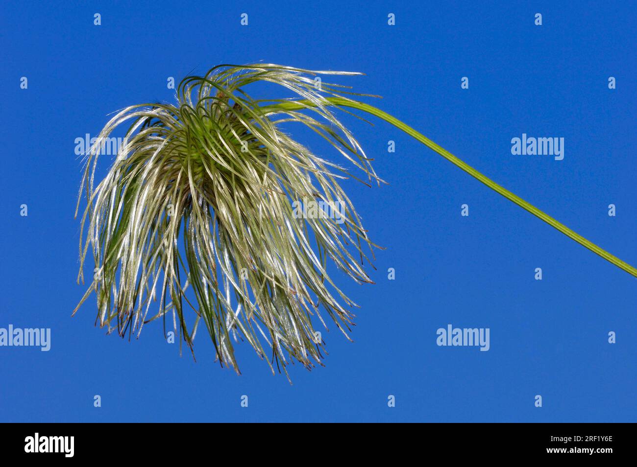 Chinese clematis (Clematis orientalis), fruiting bush Stock Photo - Alamy