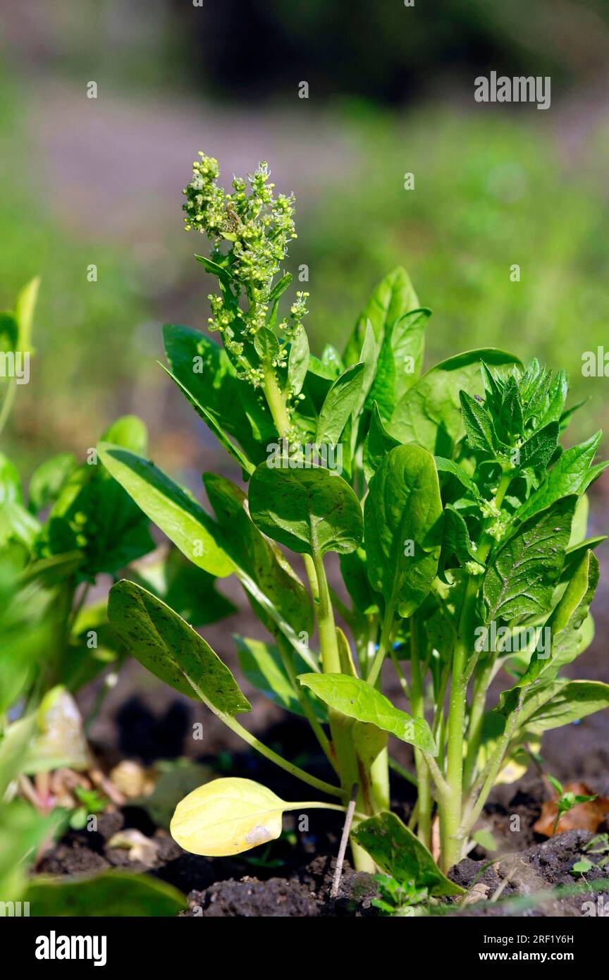 Spinacia oleracea amaranthaceae hi-res stock photography and images - Alamy