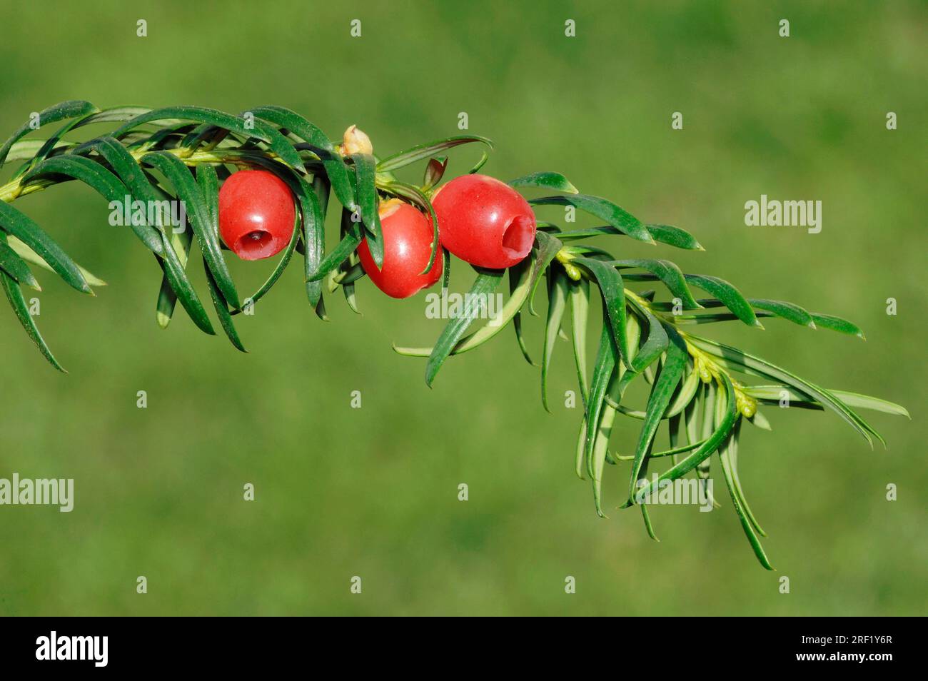 English yew (Taxus baccata), branch with berries, North Rhine ...