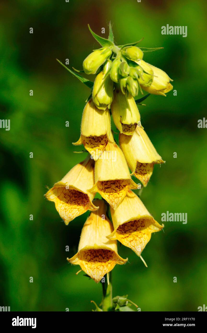 Large Yellow Foxglove (Digitalis grandiflora), Nordrhein-Westfalen ...