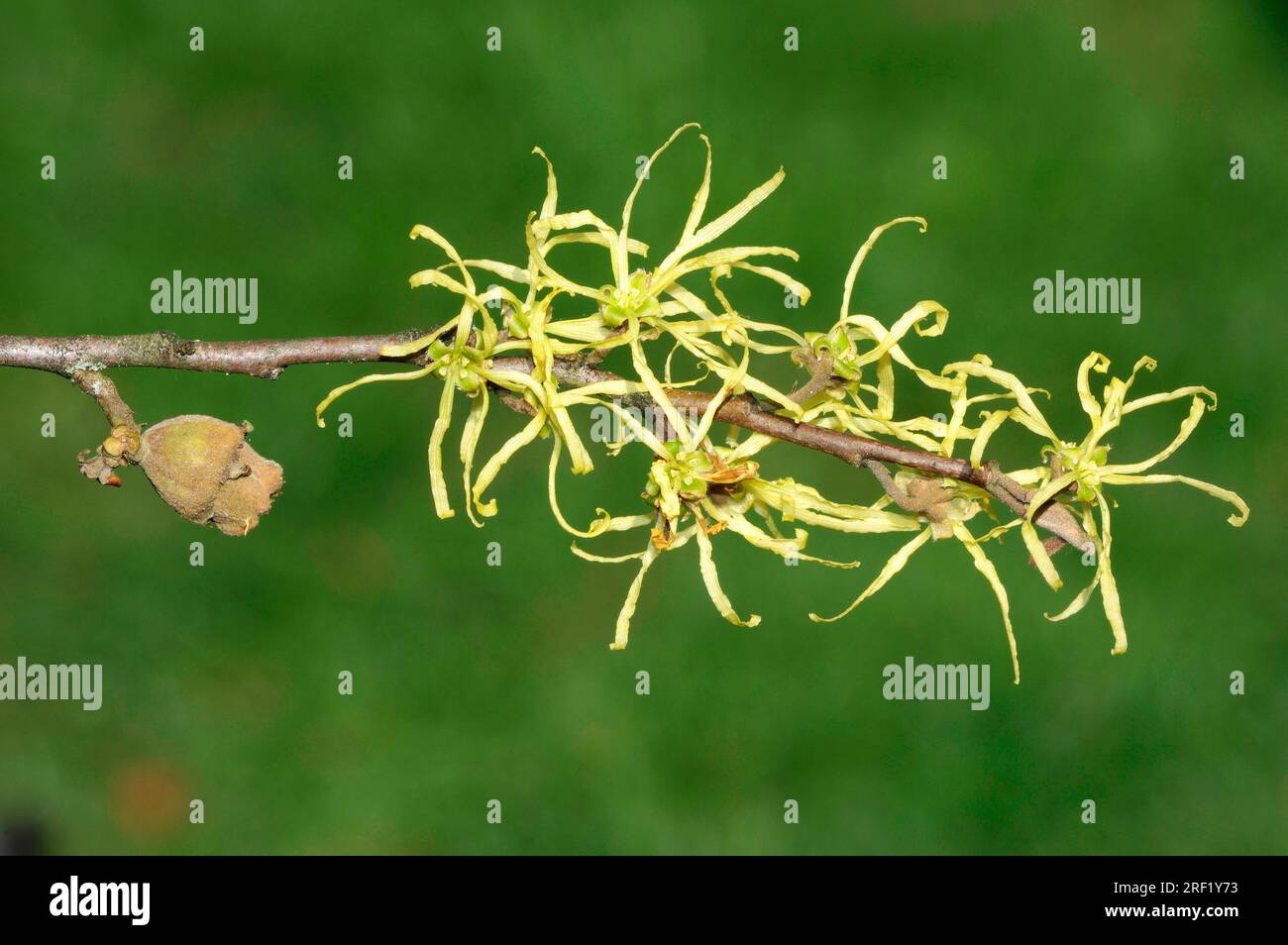 Witch-hazel (Hamamelis virginiana), flowers and fruit Stock Photo - Alamy