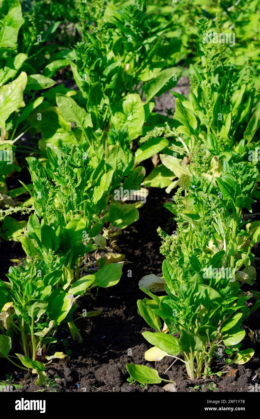 Spinacia oleracea amaranthaceae hi-res stock photography and images - Alamy