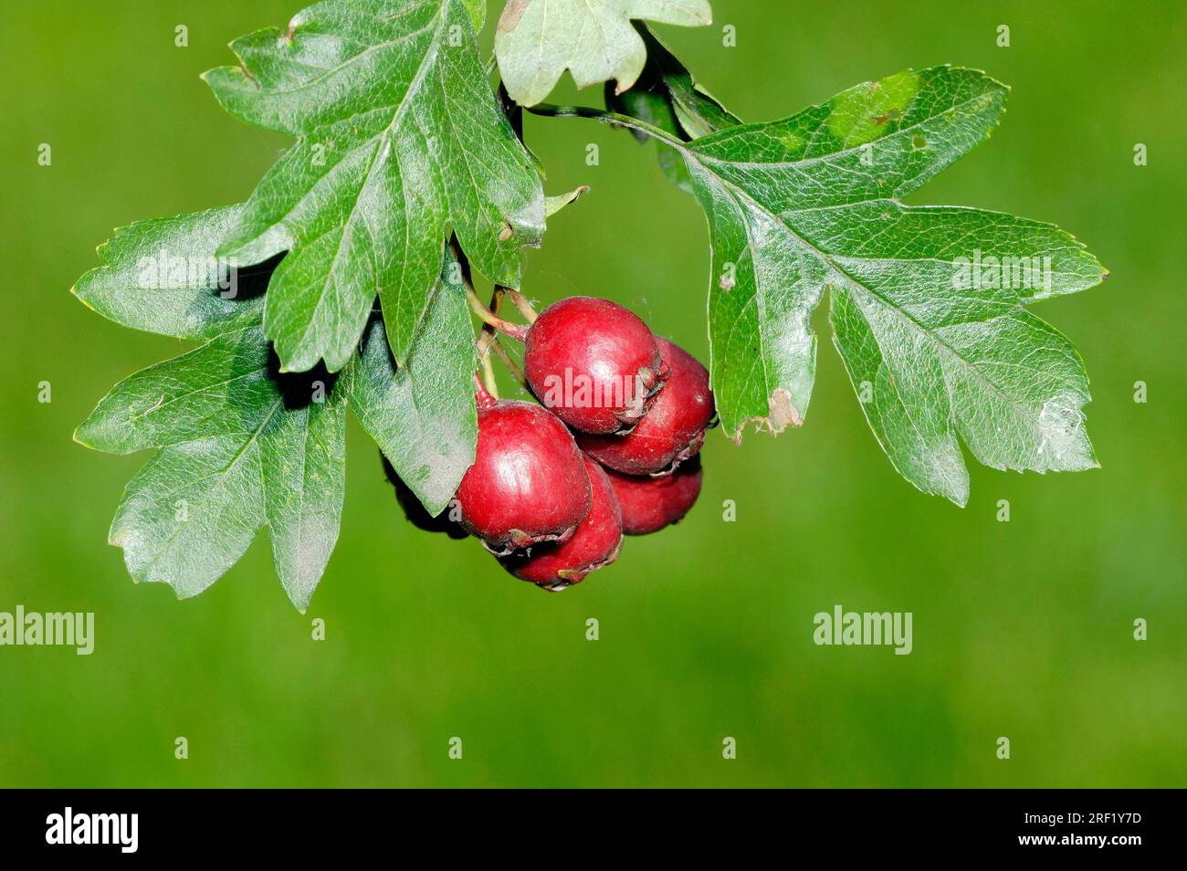 Common hawthorn (Crataegus monogyna), fruits and leaves Stock Photo - Alamy
