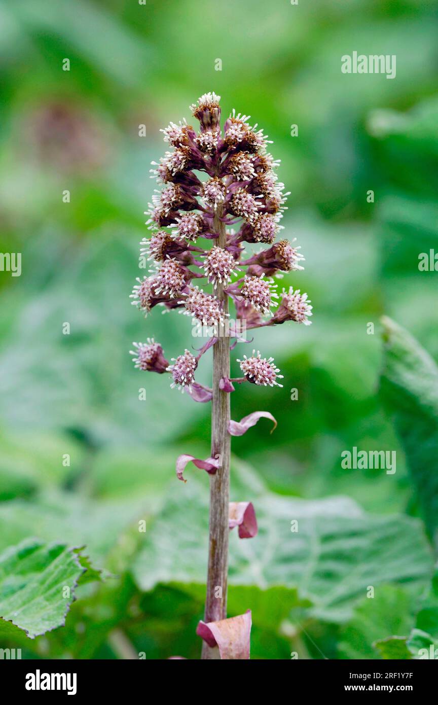 Common butterbur (Petasites hybridus), North Rhine-Westphalia ...