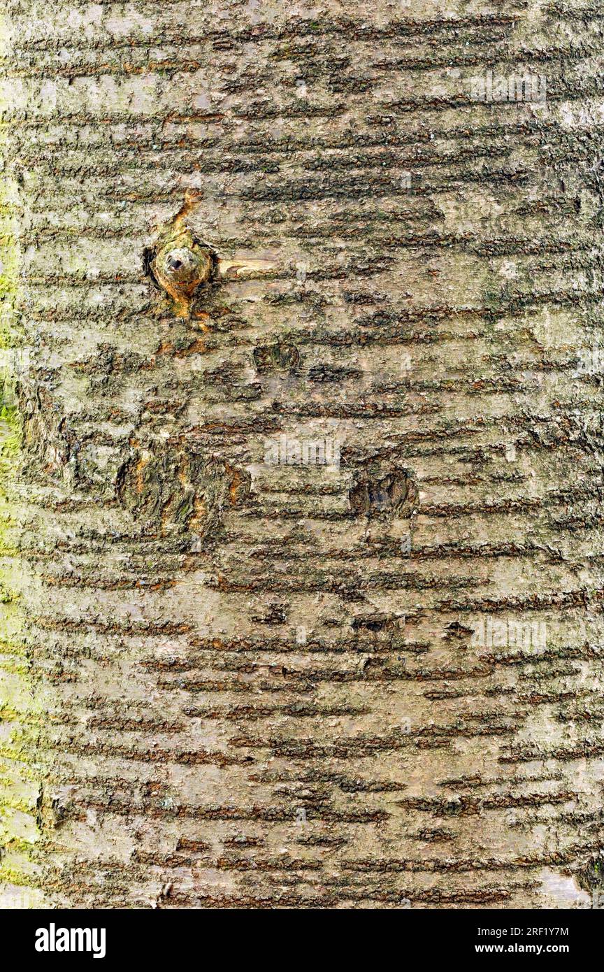 Fruit tree bark hi-res stock photography and images - Alamy