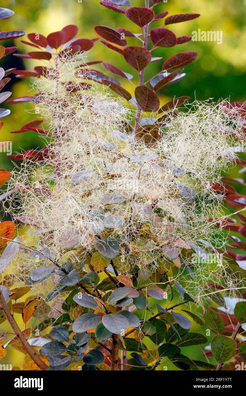 European Smoketree, seed head, Smoke Bush (Cotinus coggygria Stock ...