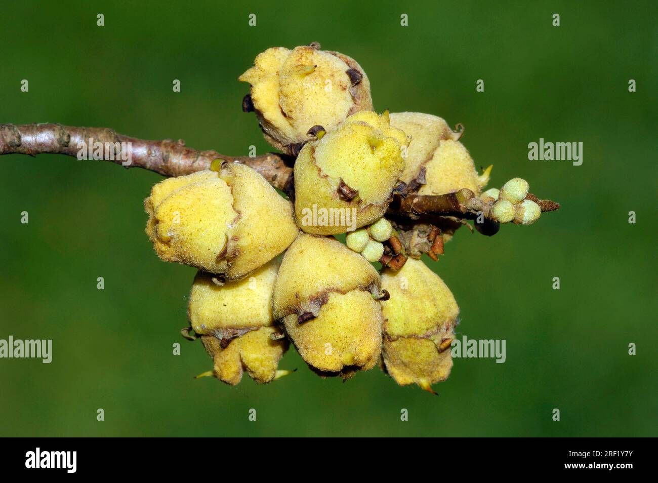 Common Witch Hazel (Hamamelis virginiana), fruits, American Witch Hazel ...