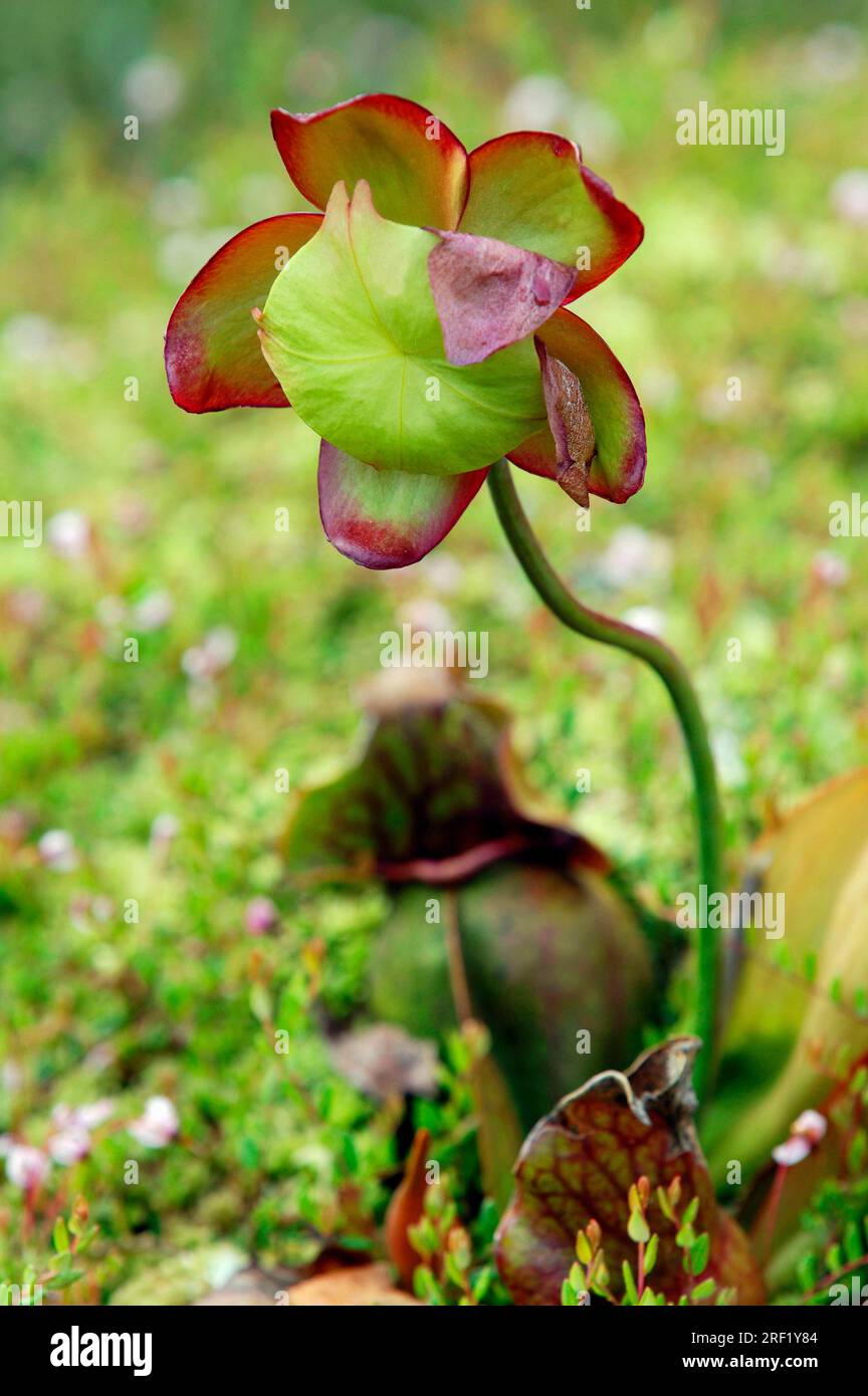 Common Pitcher Plant, blossom, Purple Pitcher Plant (Sarracenia ...