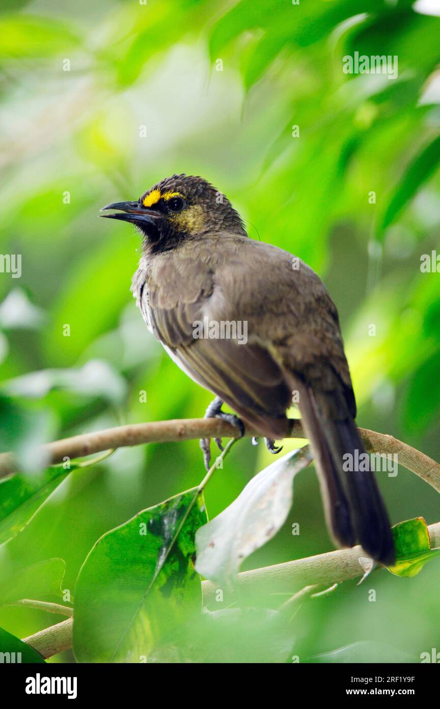 Pycnonotus bimaculatus hi-res stock photography and images - Alamy
