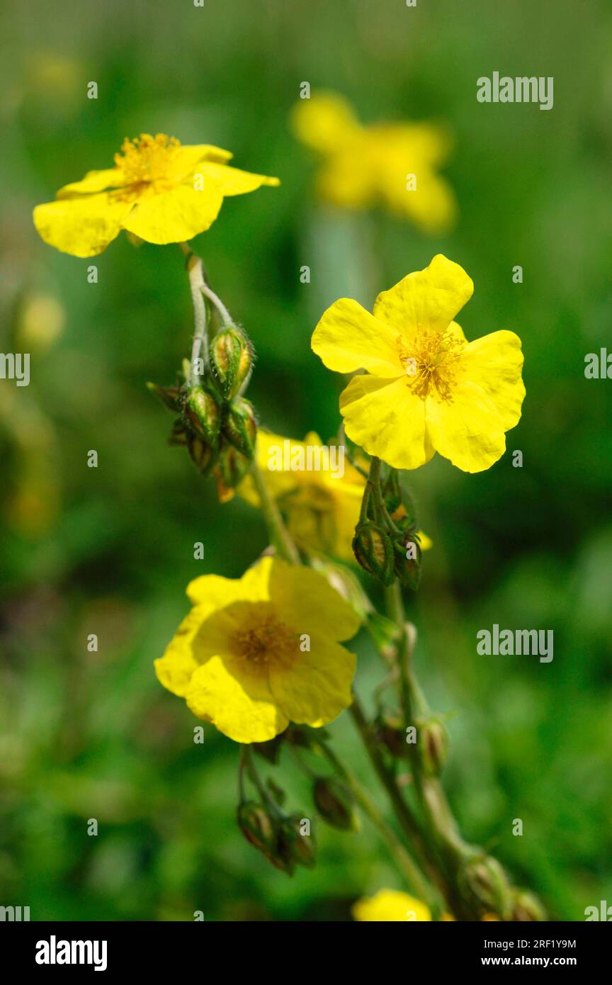 Common rock-rose (Helianthemum nummularium), Common sunflower, Yellow ...