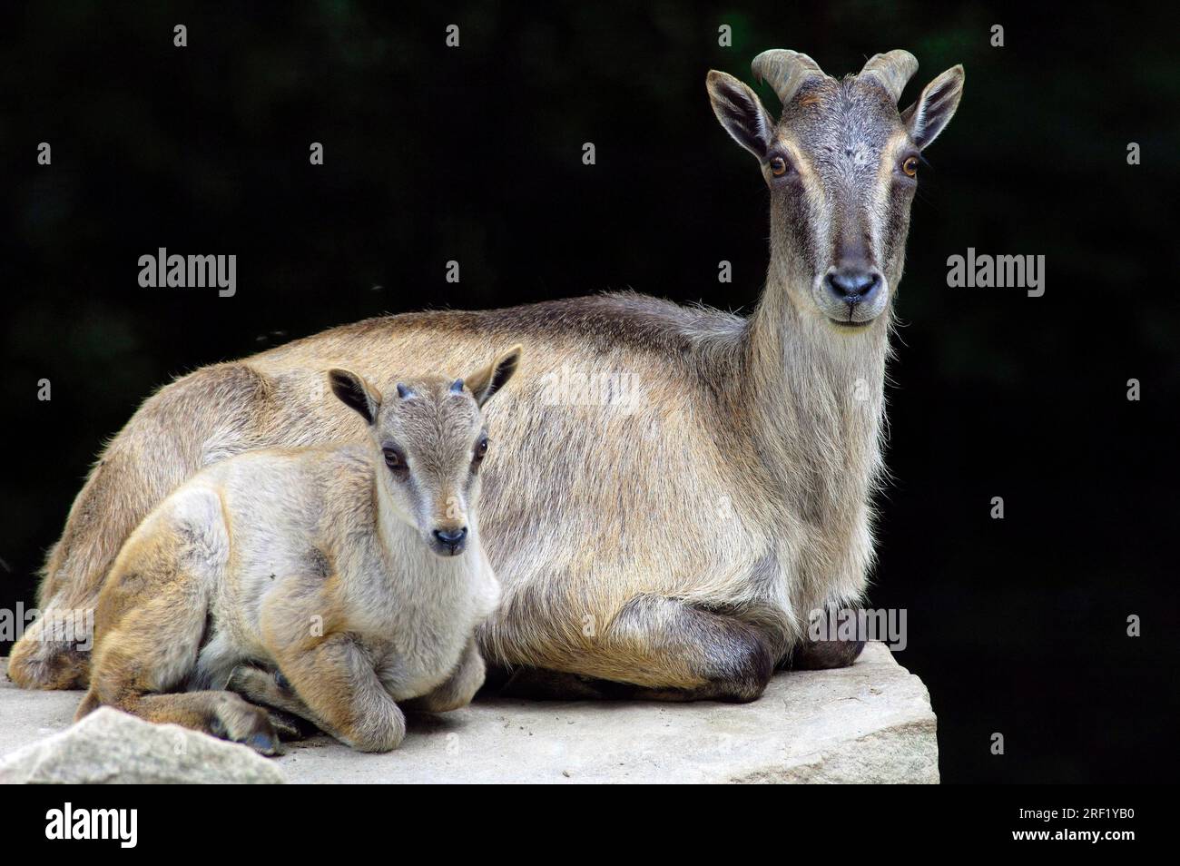 Himalayan Tahr (Hemitragus jemlahicus), female with young Stock Photo ...