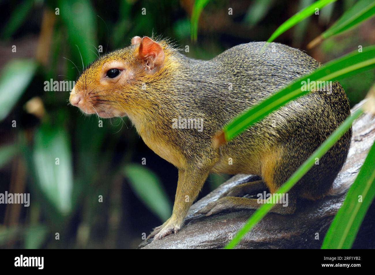 Acouchi, side (Myoprocta acouchy), Tailed aguti, side Stock Photo - Alamy