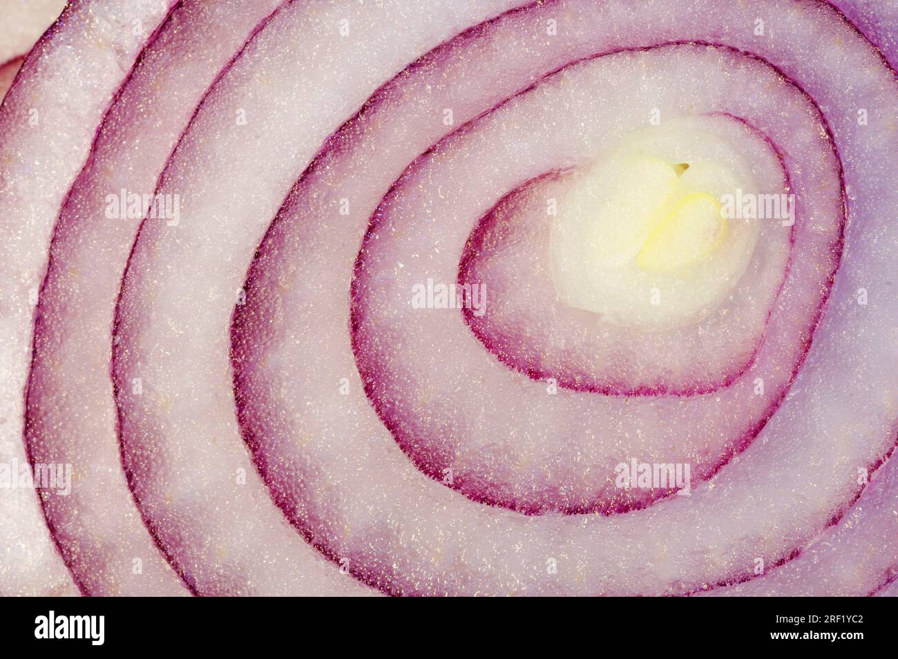 Red Onion (Allium cepa Stock Photo - Alamy