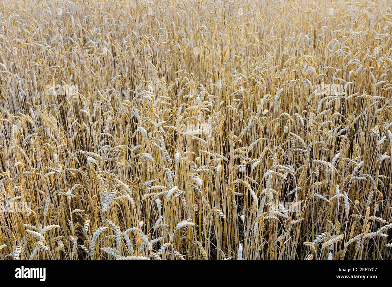 Wheat (Triticum aestivum), wheat field Stock Photo - Alamy