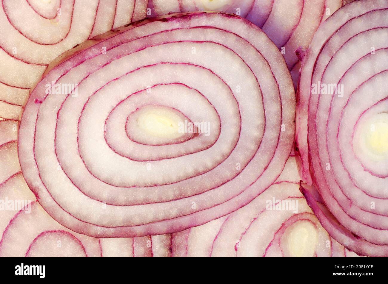 Red common onion (Allium cepa Stock Photo - Alamy