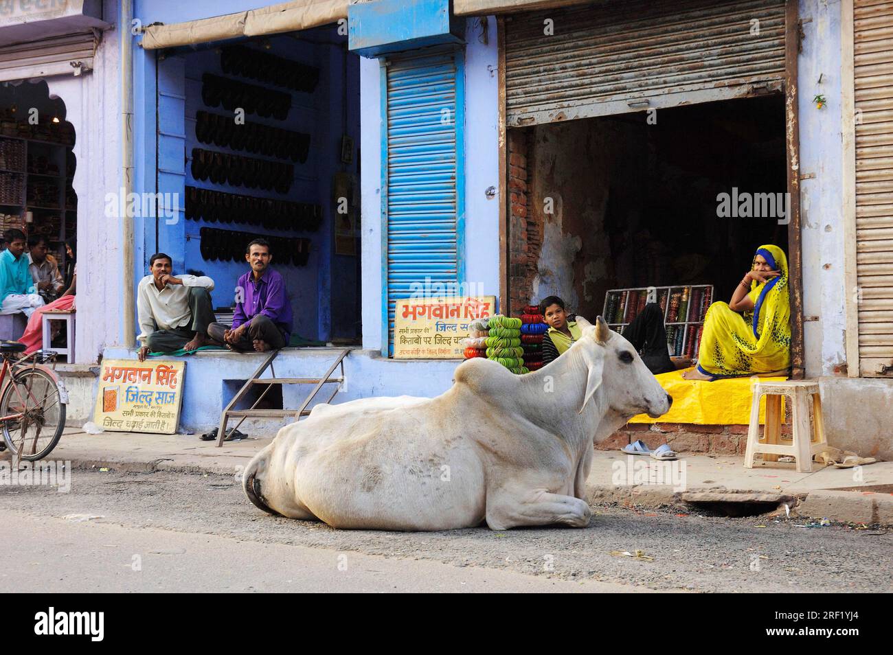 Domestic cattle in front of shop, Bharatpur, Rajasthan, India, cow ...