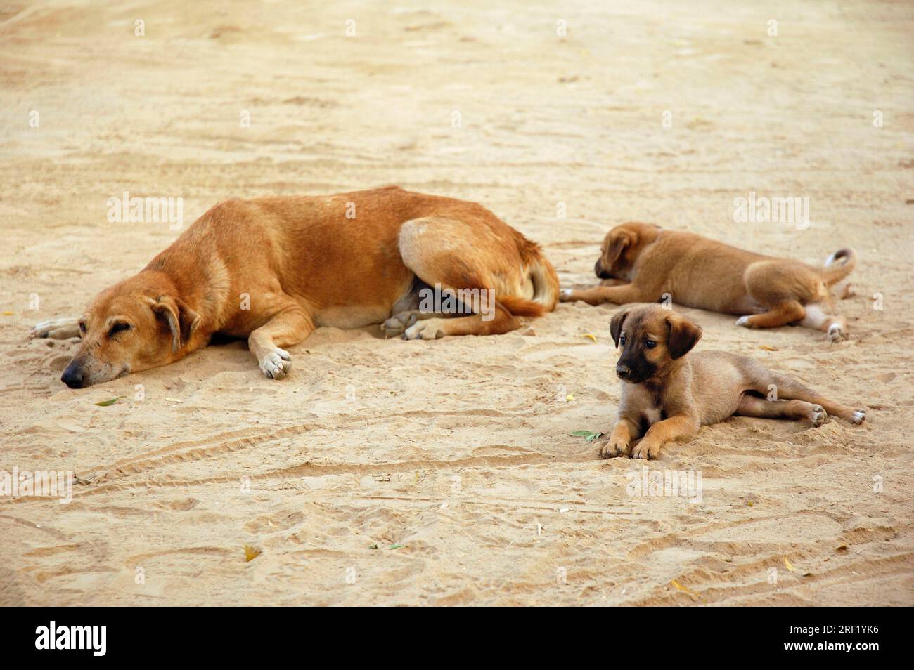 Mongrel dog with puppies, Bharatpur, Rajasthan, India Stock Photo - Alamy