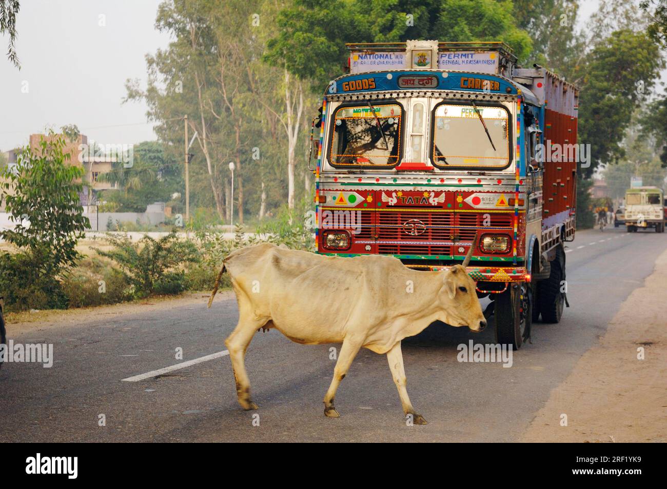 Domestic cow crossing the road in front of truck, Bharatpur, Rajasthan ...