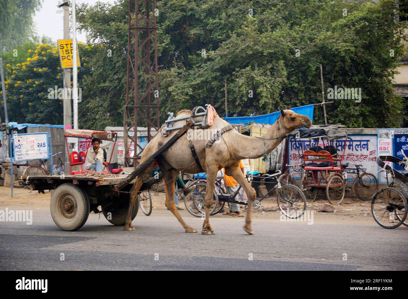 Dromedary (Camelus dromedarius) as draught animal, Bharatpur, Rajasthan ...