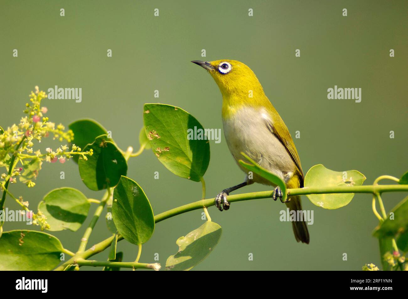 Oriental white-eye (Zosterops palpebrosus), Keolade, Indian White-eye ...