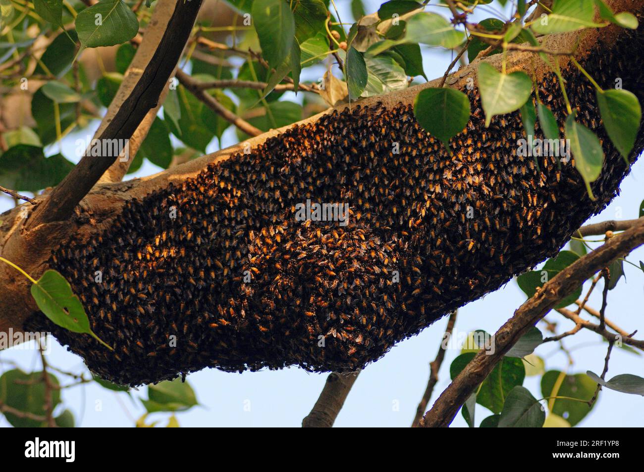Wild Giant Honeybee (Apis dorsata) nest, Keoladeo Ghana national park ...