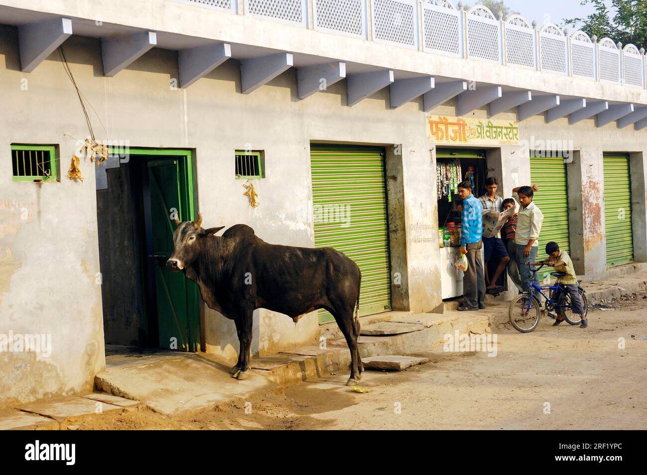 Domestic cattle and business, Bharatpur, Rajasthan, India, cow, cows ...