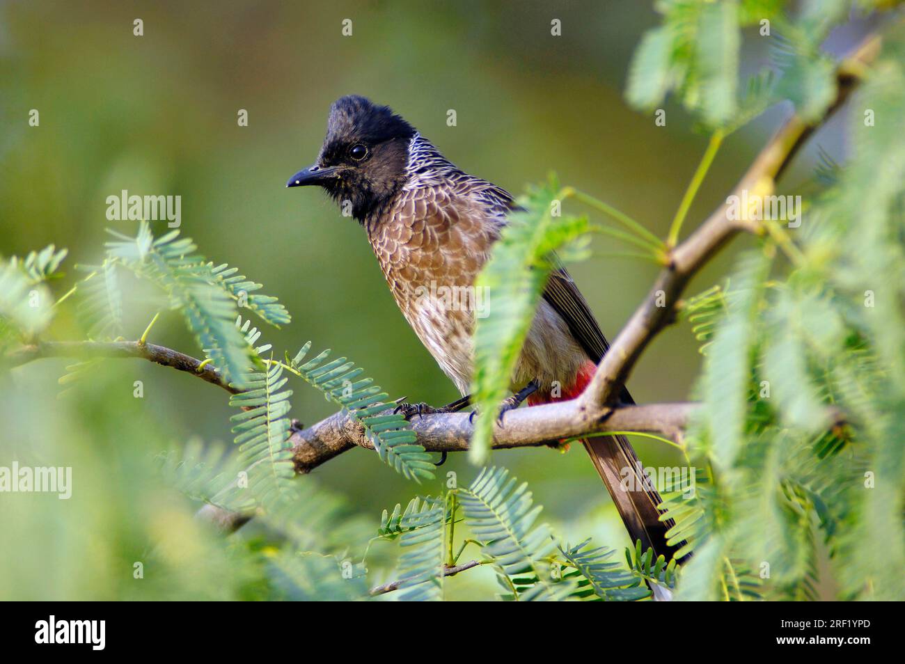 Red-vented Bulbul (Pycnonotus cafer), Keoladeo Ghana national park ...