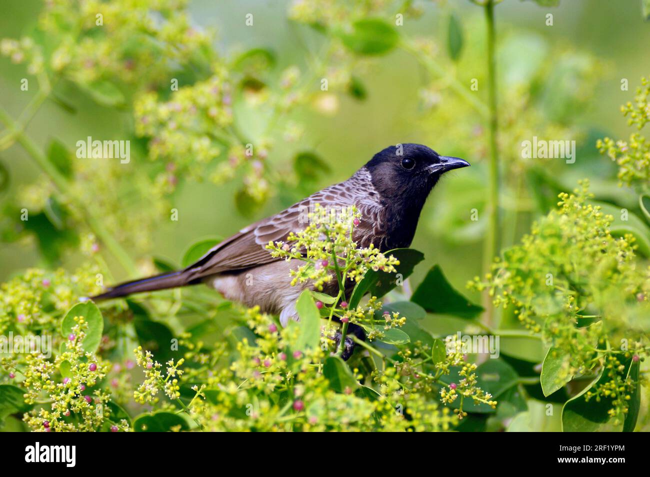 Red-vented bulbul (Pycnonotus cafer), Keolade, Ghana, India Stock Photo ...