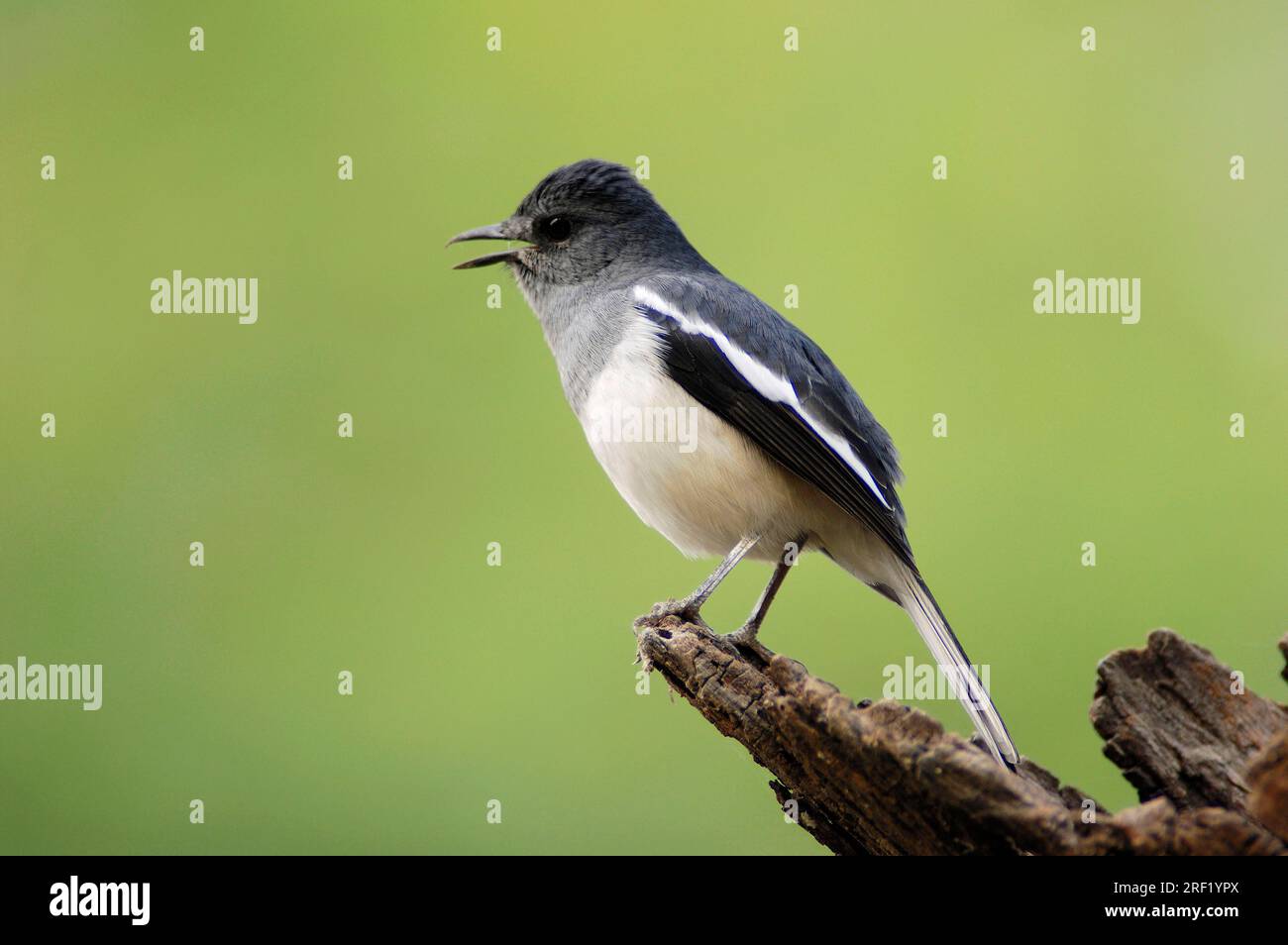 Magpie Robin, female, oriental magpie-robin (Copsychus saularis), side ...