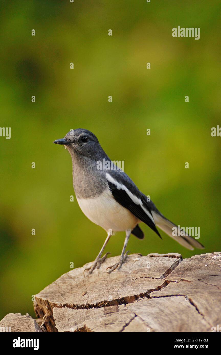 Magpie Robin, female, oriental magpie-robin (Copsychus saularis), Ghana ...