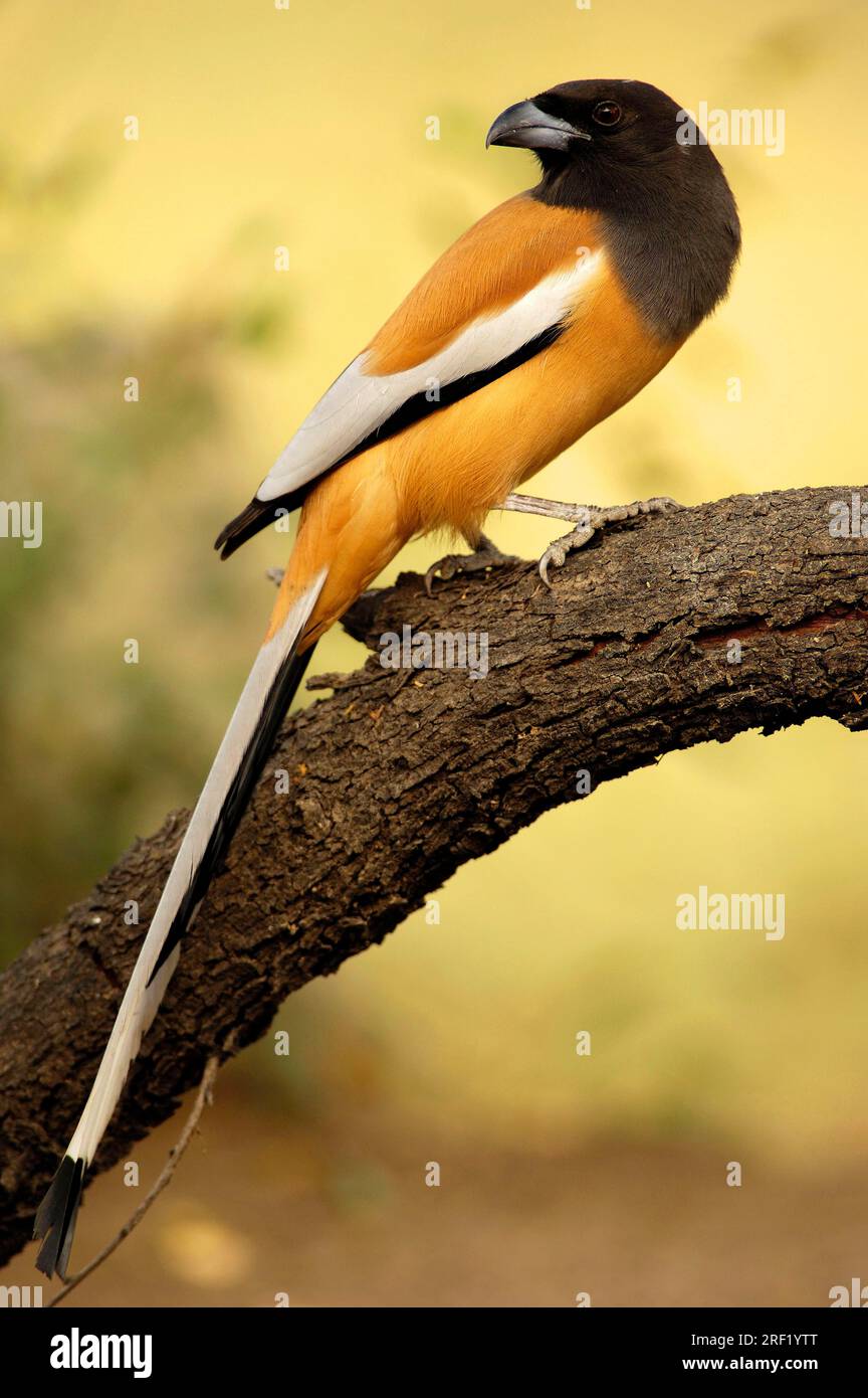 Rufous Treepie (Dendrocitta vagabunda), rufous treepie, Ghana, India ...