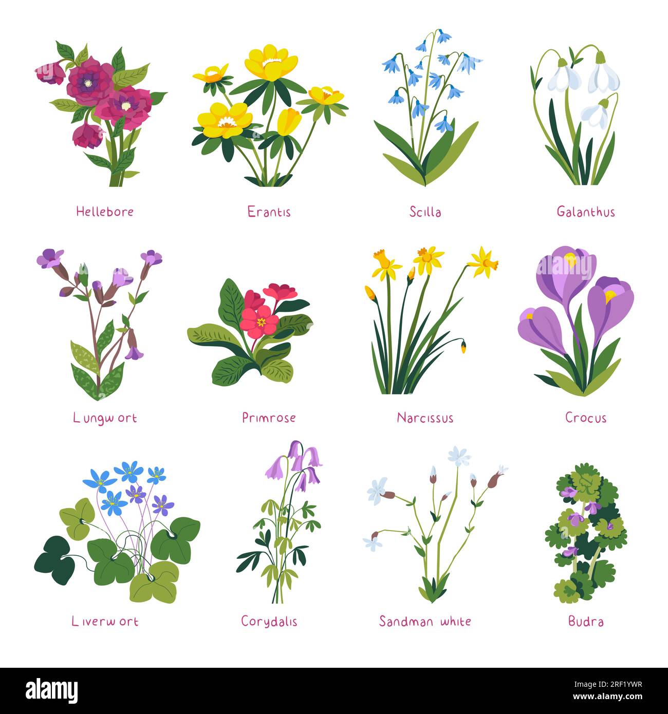 Spring flowers in blossom, wildflower houseplant Stock Vector Image ...