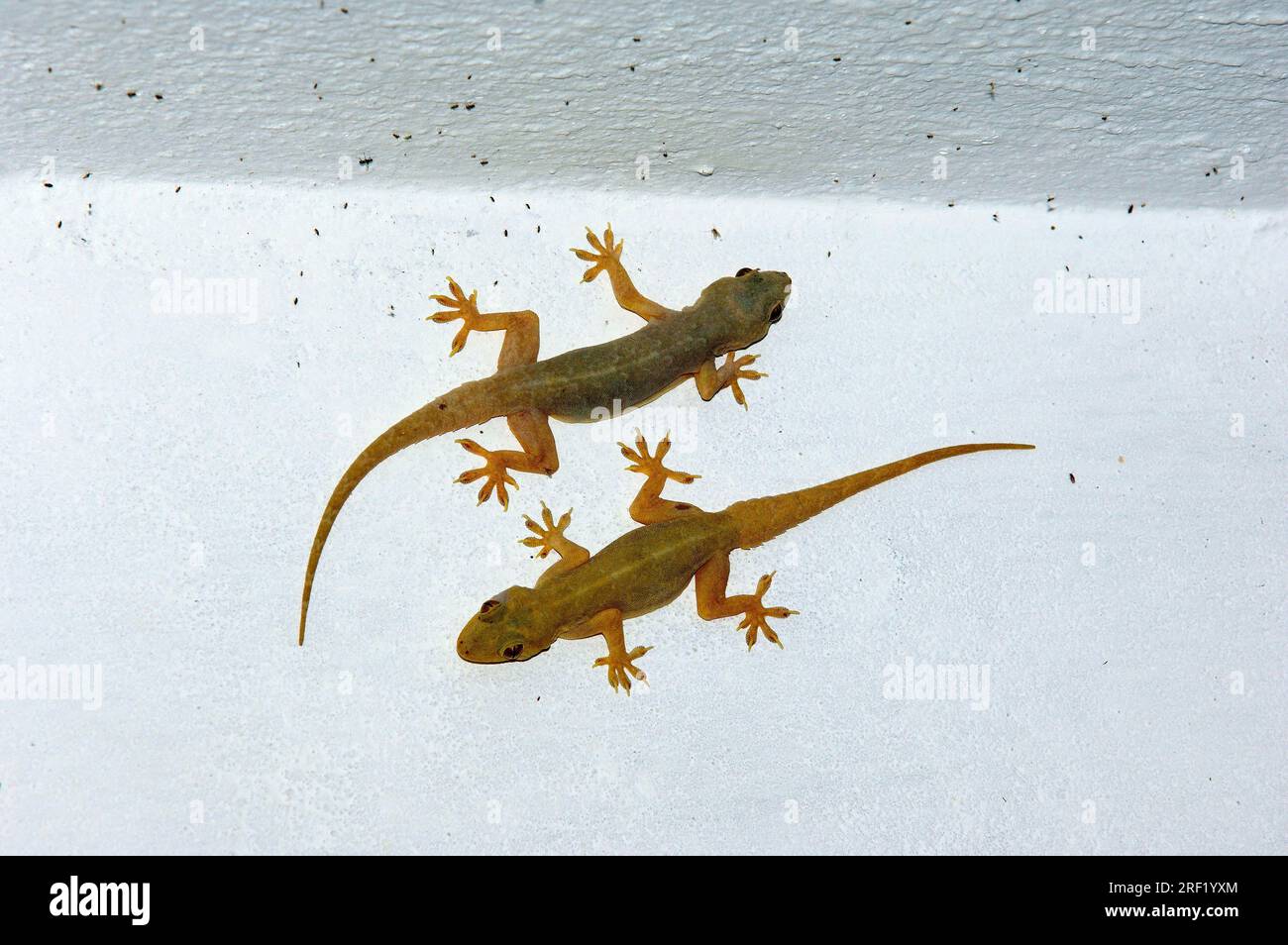 Common (Hemidactylus frenatus) House Geckos, Rajasthan, India, Spiny ...