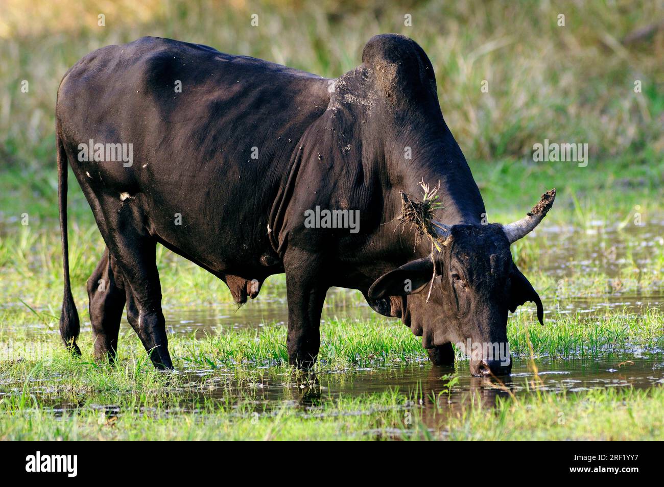 Zebu cattle, bull, Rajasthan, India Stock Photo - Alamy