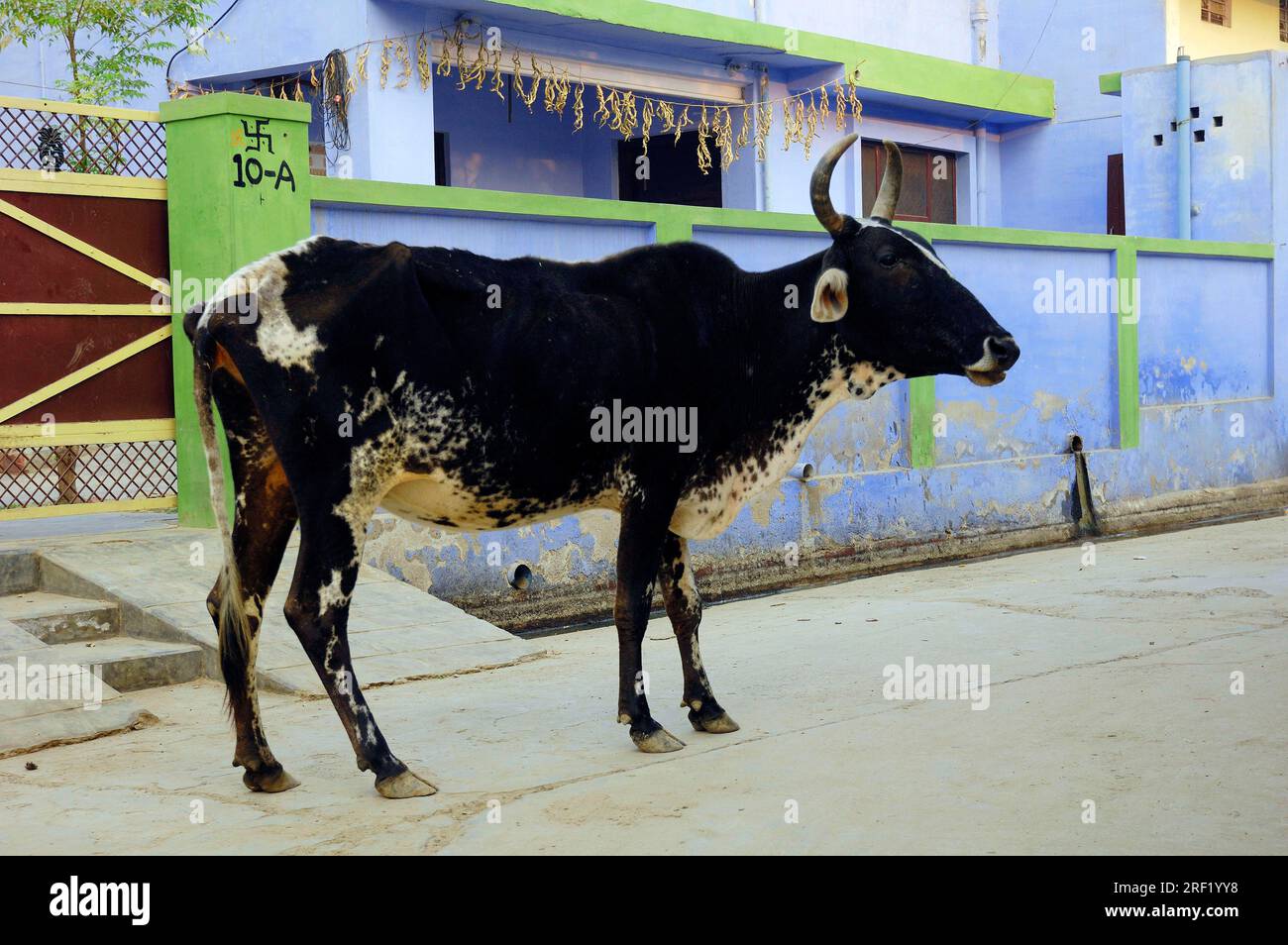 Zebra cow on road, cow, cows, sacred cow, exempt, Bharatpur, Rajasthan ...