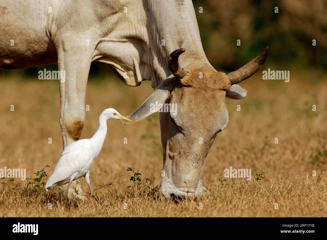 Zebu and cattle egret (Bubulcus ibis), Rajasthan, Heron, Zebu, Cow ...